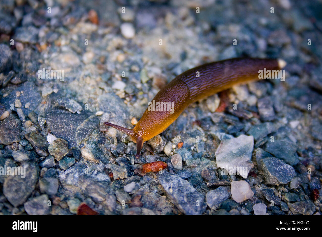 Cute Slug Cute Slug Hi Res Stock Photography And Images Alamy