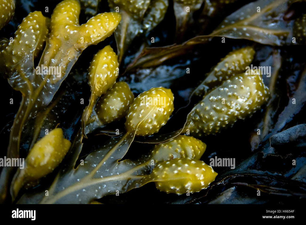 Knotted wrack algae hi-res stock photography and images - Alamy