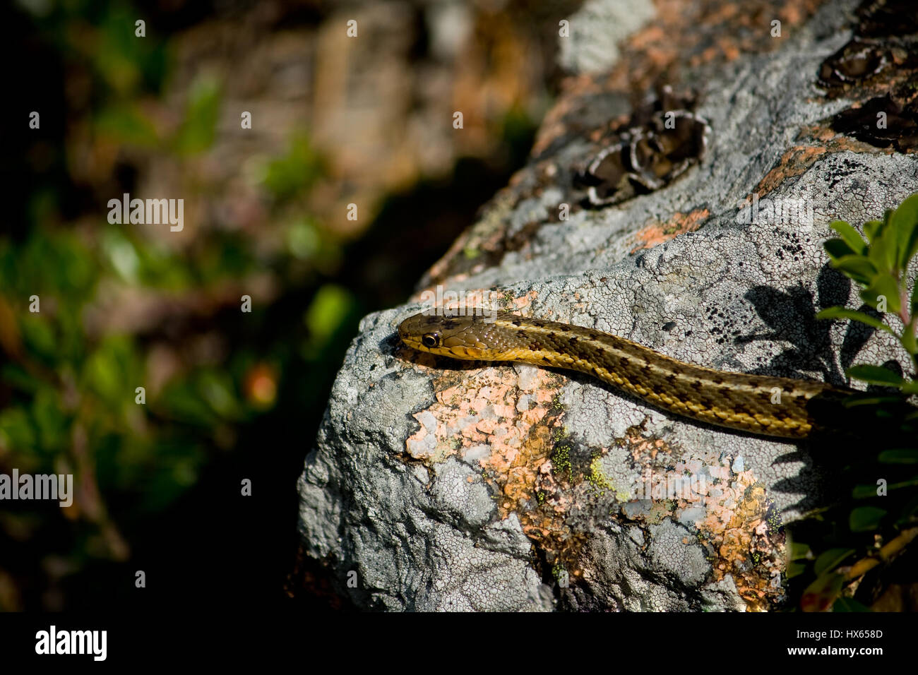 Head of a small common garter snake on a rock in Acadia National Park ...