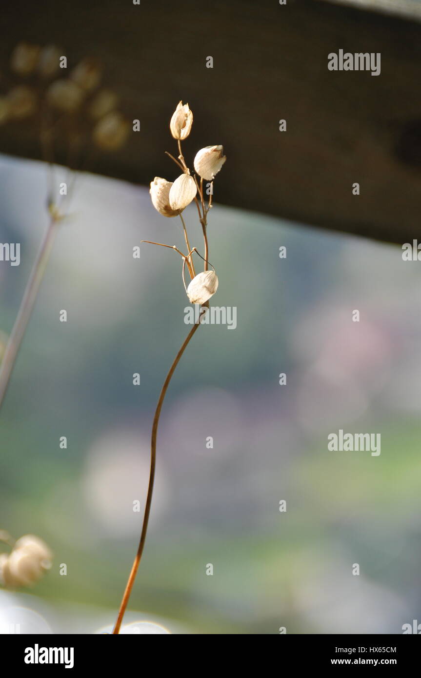 Bookeh hi-res stock photography and images - Alamy