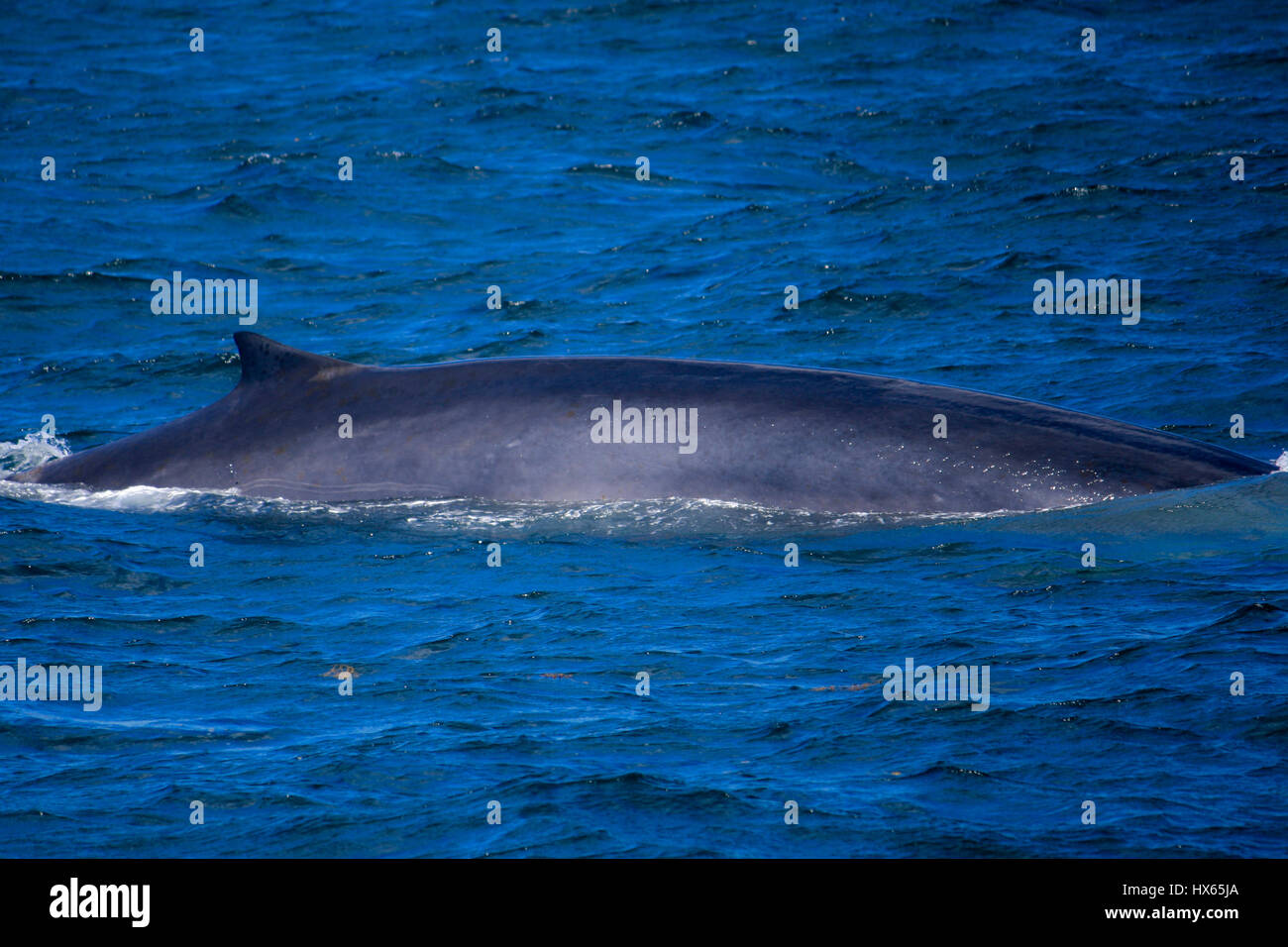 Minke whale in bright blue ocean off the coast of Maine Stock Photo - Alamy