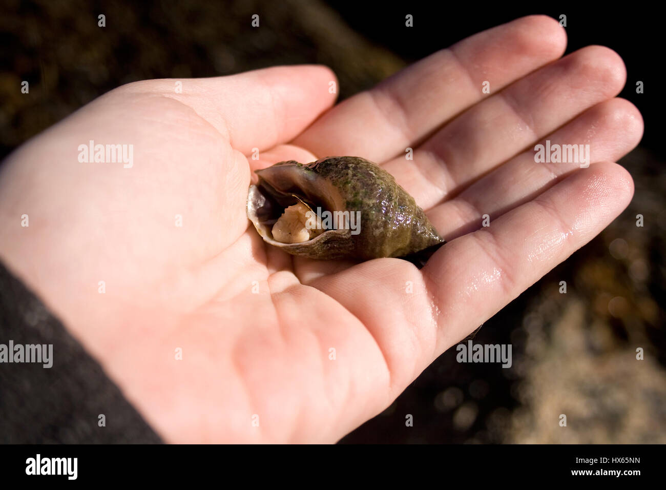 Hand holding snails hi-res stock photography and images - Alamy