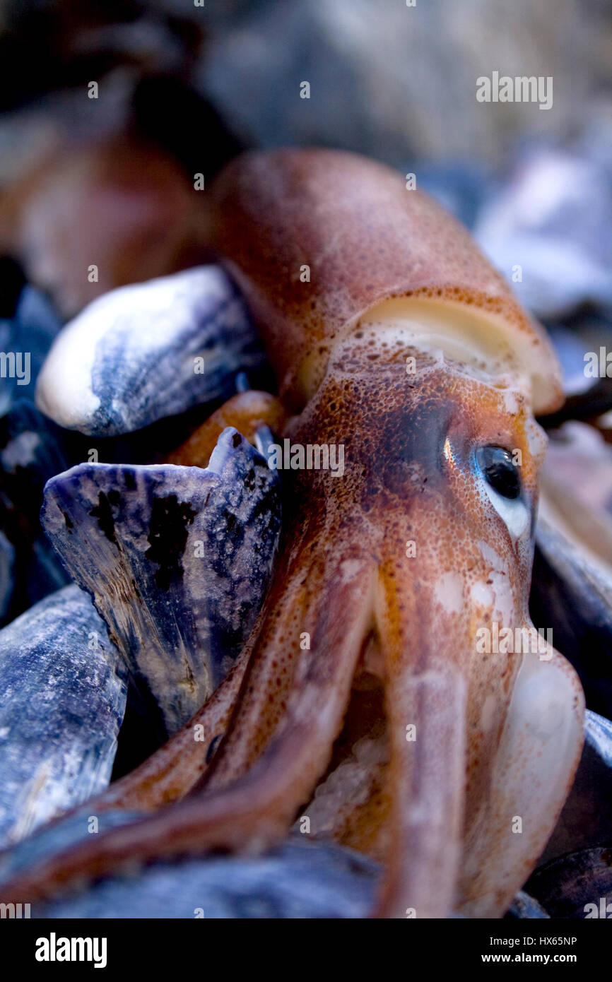 Dead squid hi-res stock photography and images - Alamy
