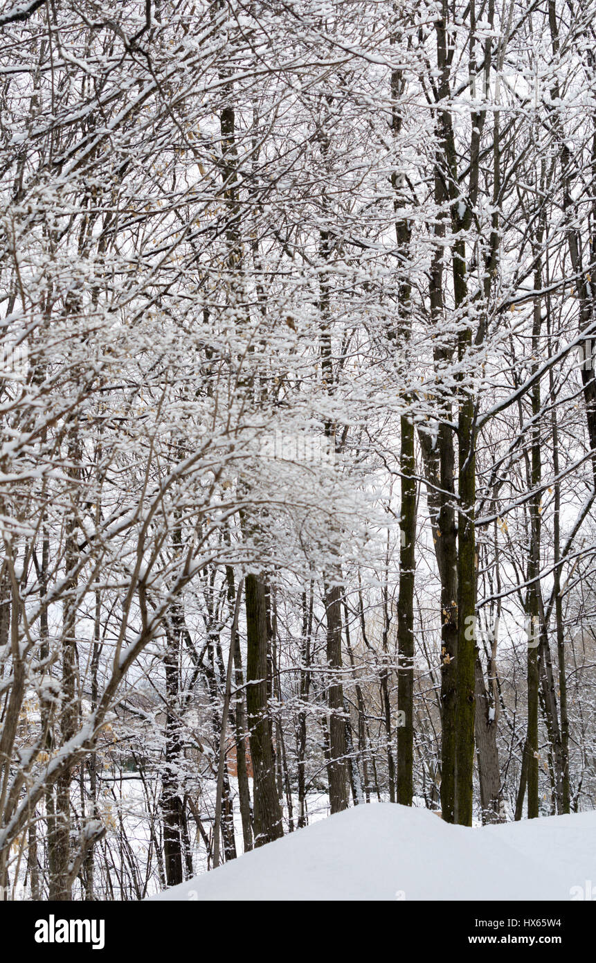 Snow falling in deciduous forest hi-res stock photography and images ...