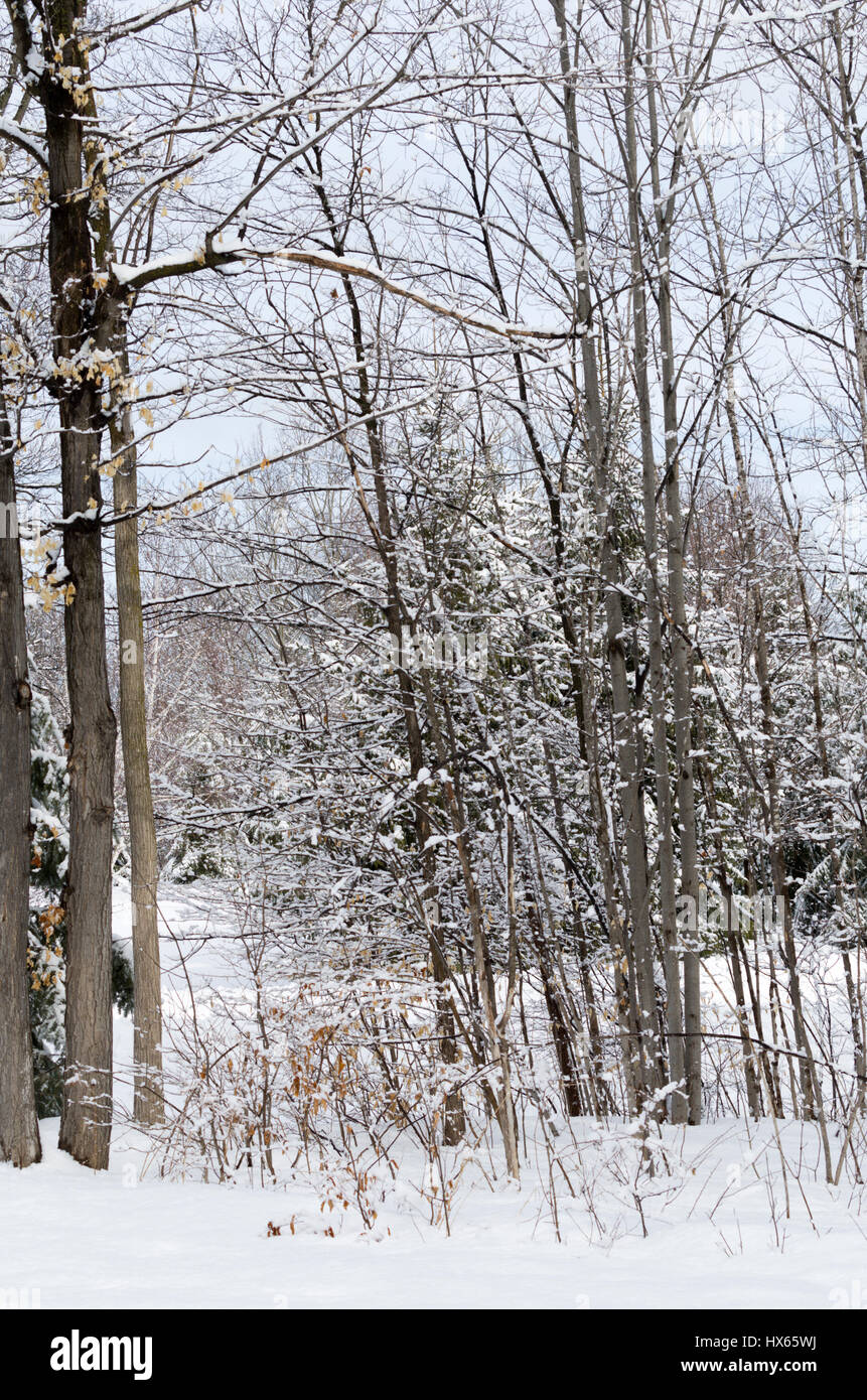 Spring snow storm Stock Photo - Alamy