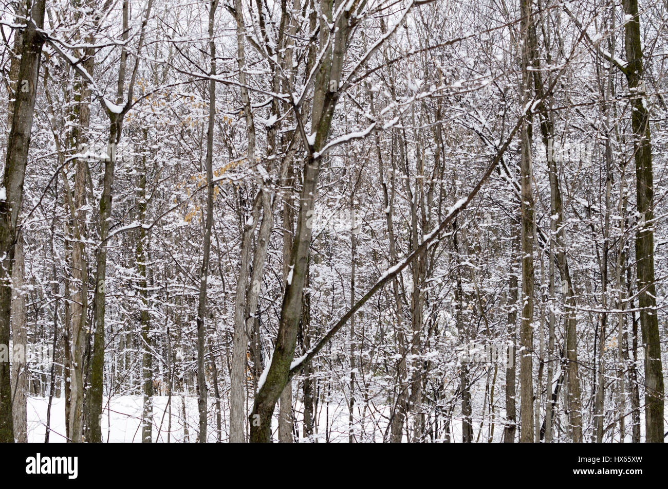 Spring snow storm Stock Photo - Alamy