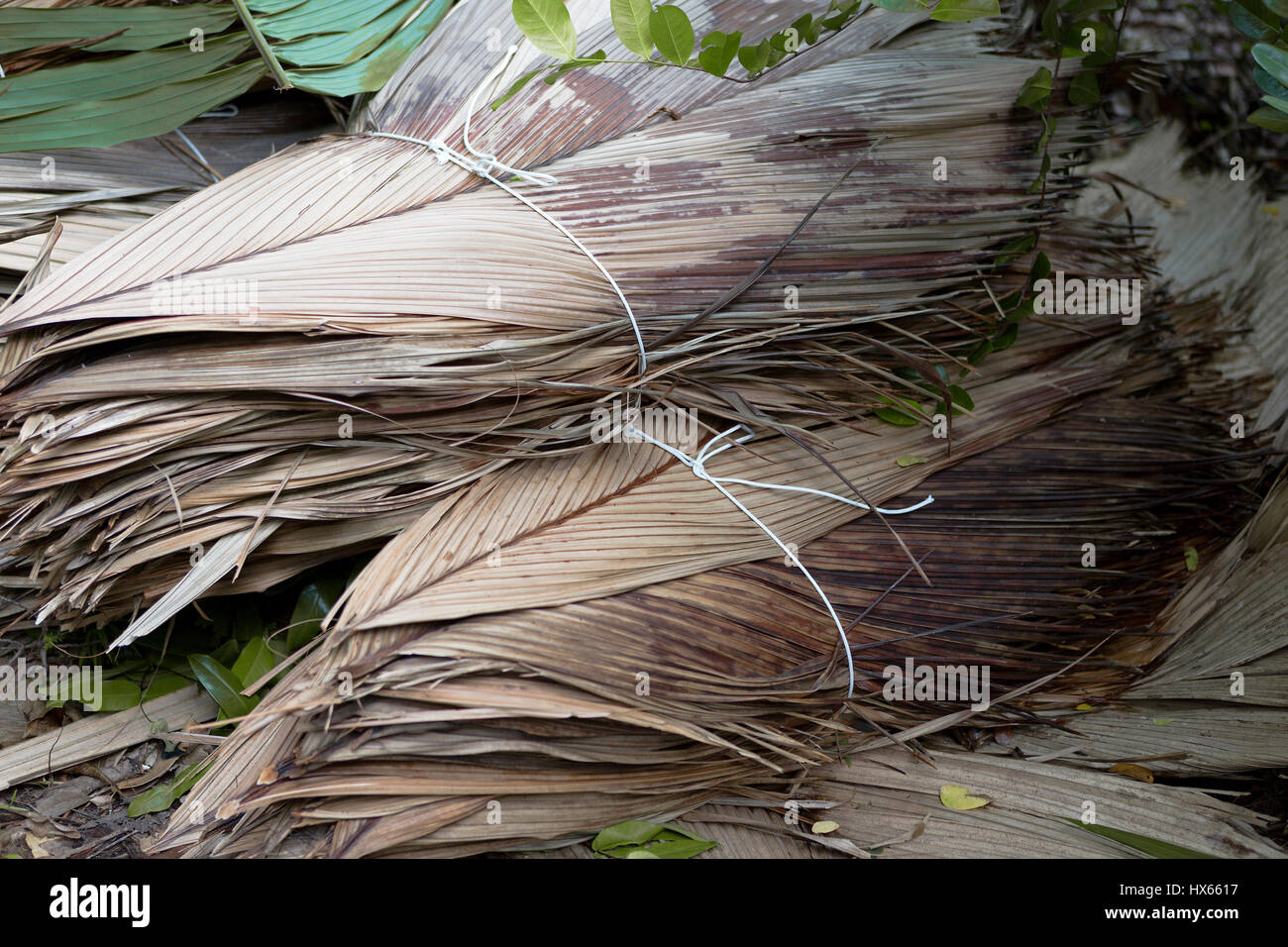 Dried palm tree leaves at the wayside, Seychelles Stock Photo - Alamy