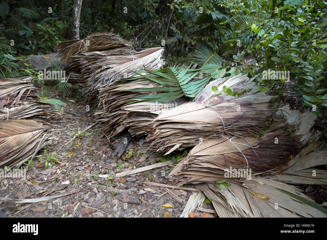 Dried palm tree leaves at the wayside, Seychelles Stock Photo - Alamy