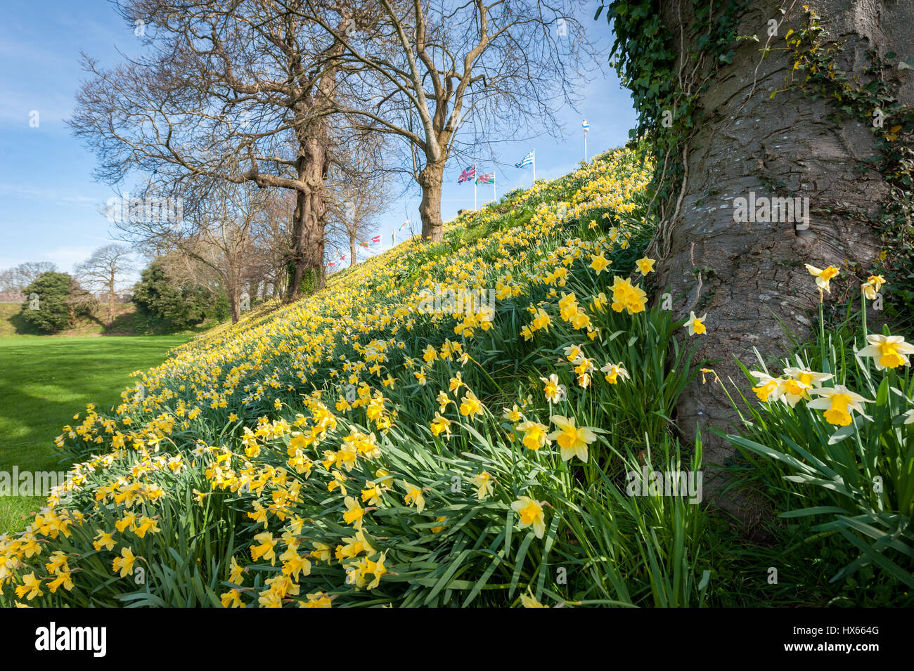 Daffodils in the grounds of Cardiff Castle Stock Photo - Alamy