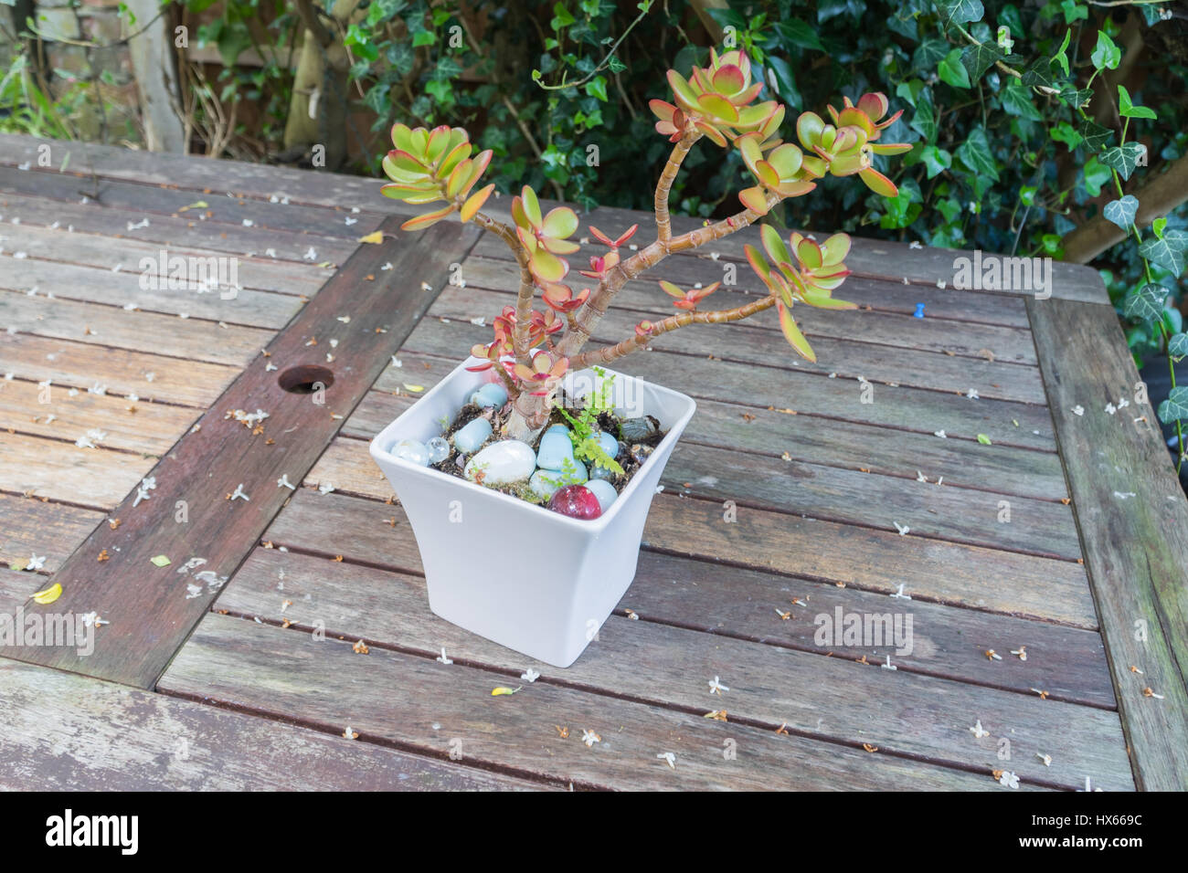 Summer pot displays hi-res stock photography and images - Alamy
