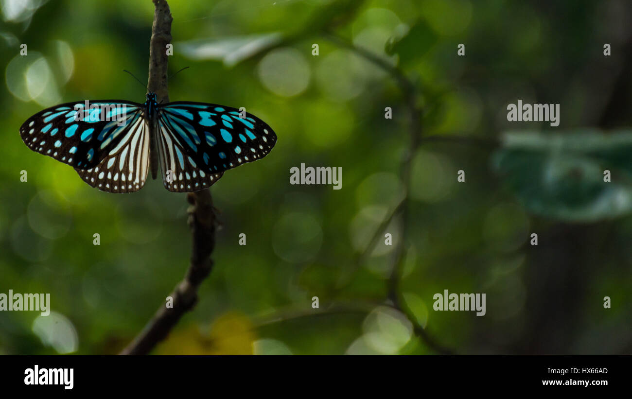 Rain forest butterfly hi-res stock photography and images - Alamy