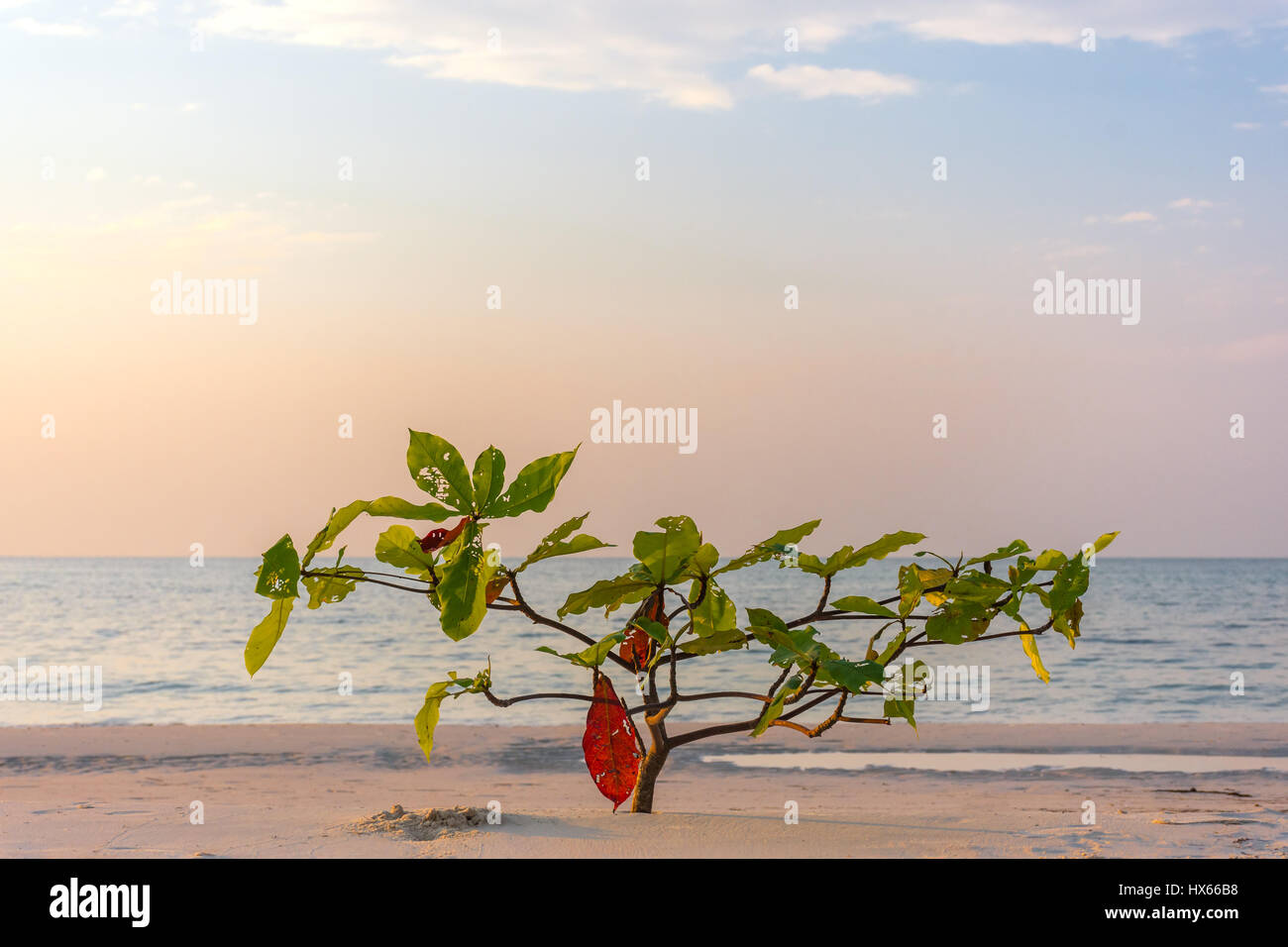 Single sapling tree growing on white sand beach, blue sky and sea ...