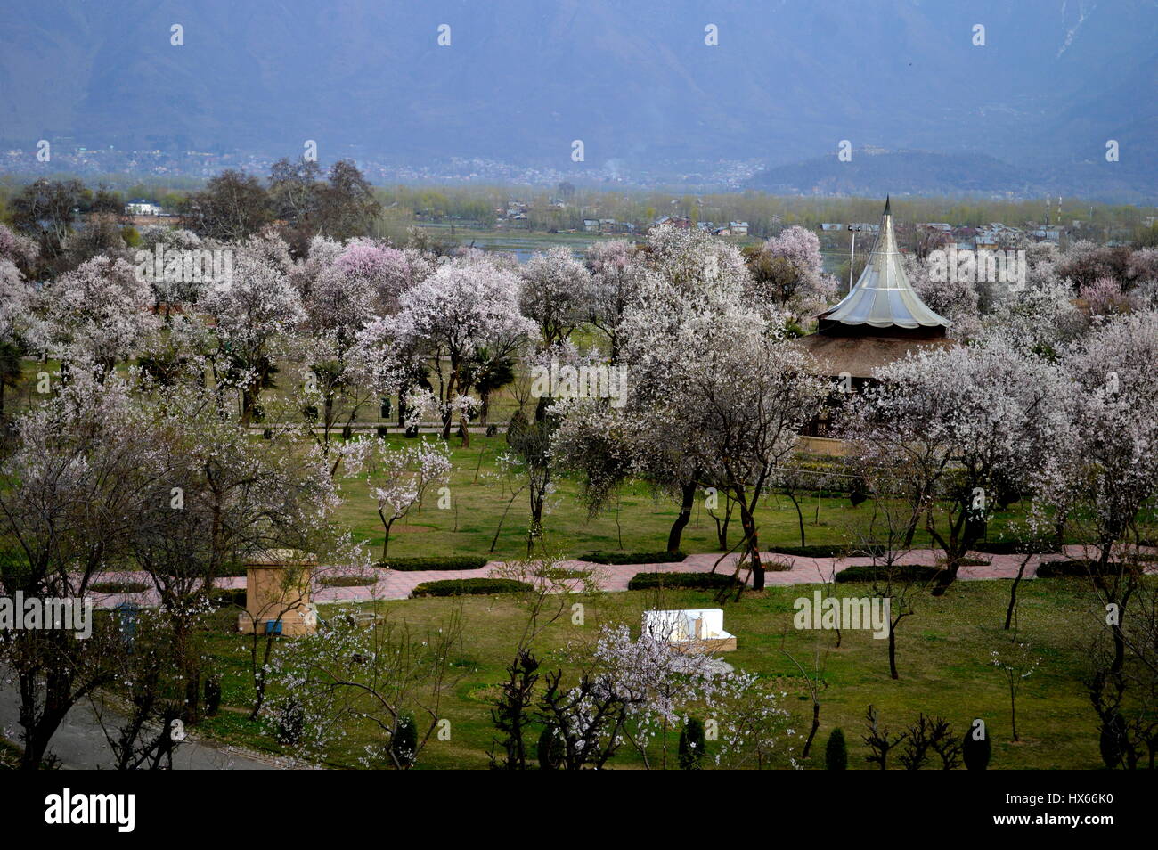 Srinagar, India. 24th Mar, 2017. Spring returns to Kashmir as thousands ...
