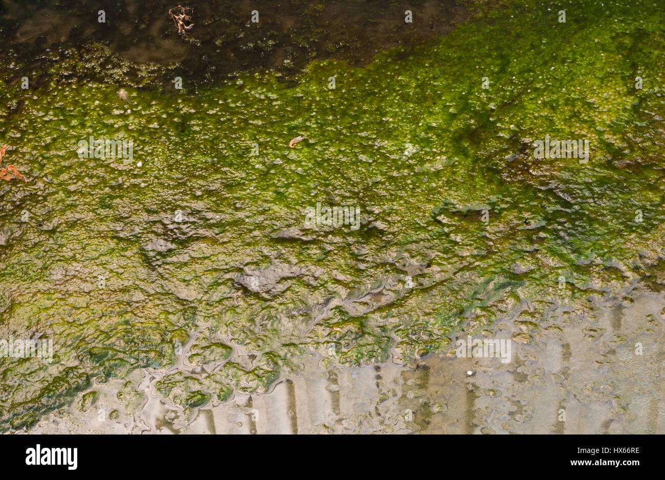 Closeup to Ugly Moss with Water on Ground Stock Photo - Alamy