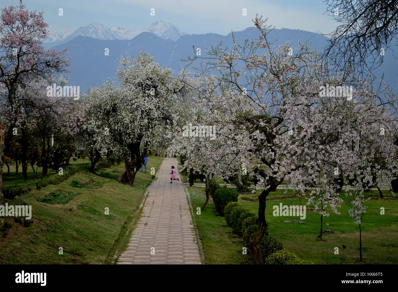 Srinagar, India. 24th Mar, 2017. Spring returns to Kashmir as thousands ...