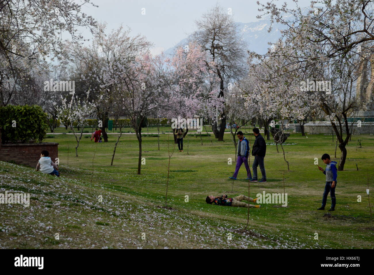 Srinagar, India. 24th Mar, 2017. Spring returns to Kashmir as thousands ...