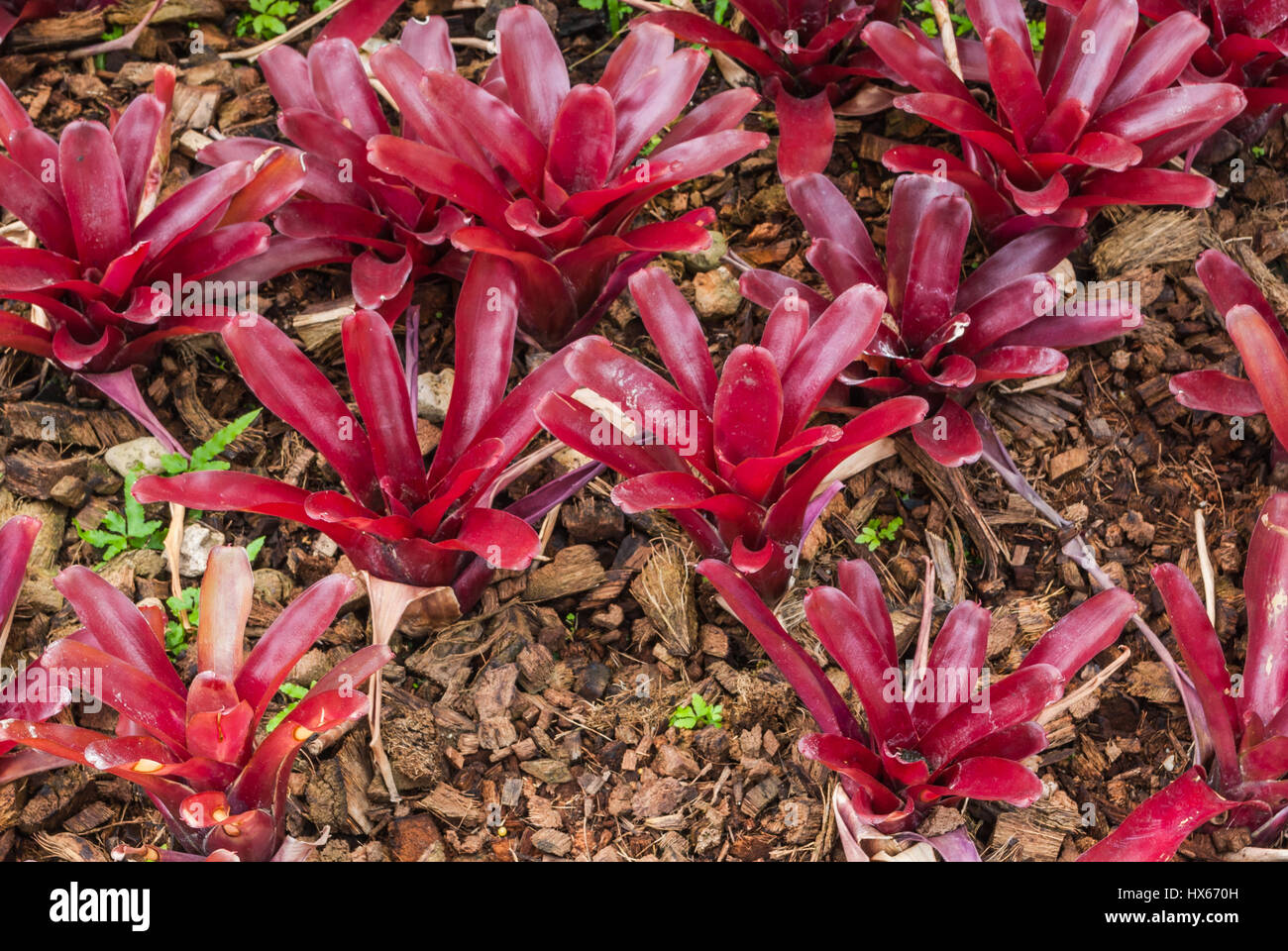 Closeup to Beautiful Neoregelia Fireball/ Urn Plant/ BROMELIACEAE Stock ...