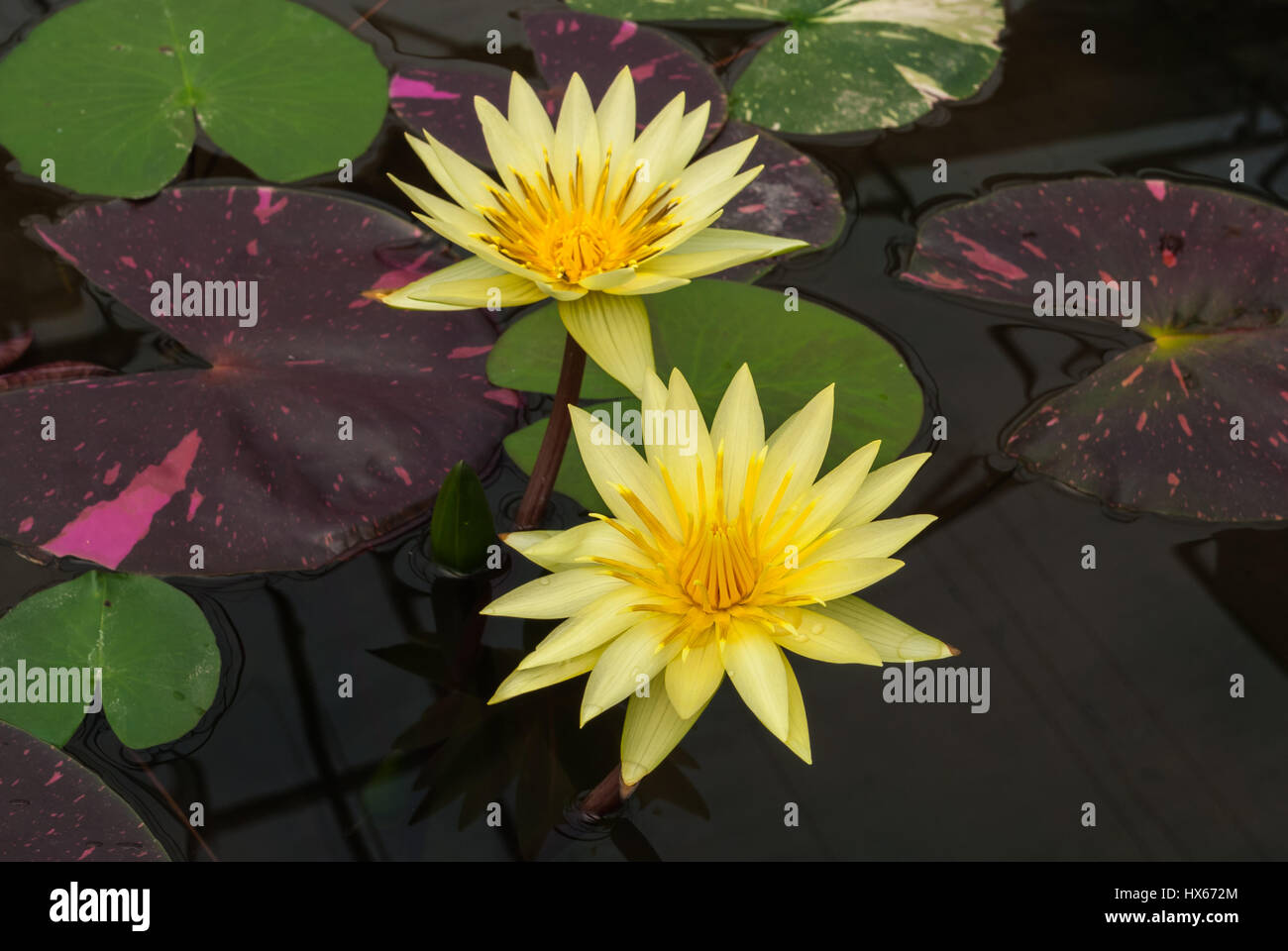 Closeup to Beautiful Water Lily/ Nymphaea Lotus/ Nymphaeaceae Stock ...