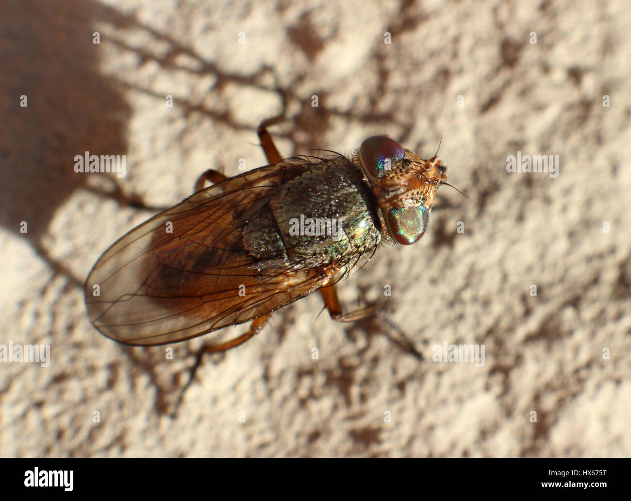 A shot of a strange and a little golden fly on a wall Stock Photo - Alamy