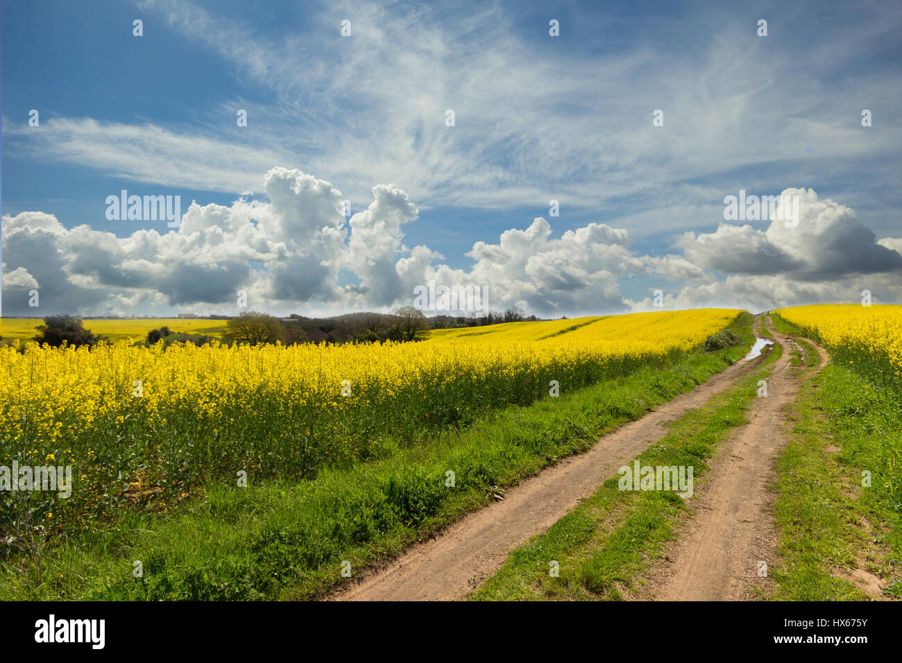 A country road among flowering yellow fields Stock Photo - Alamy