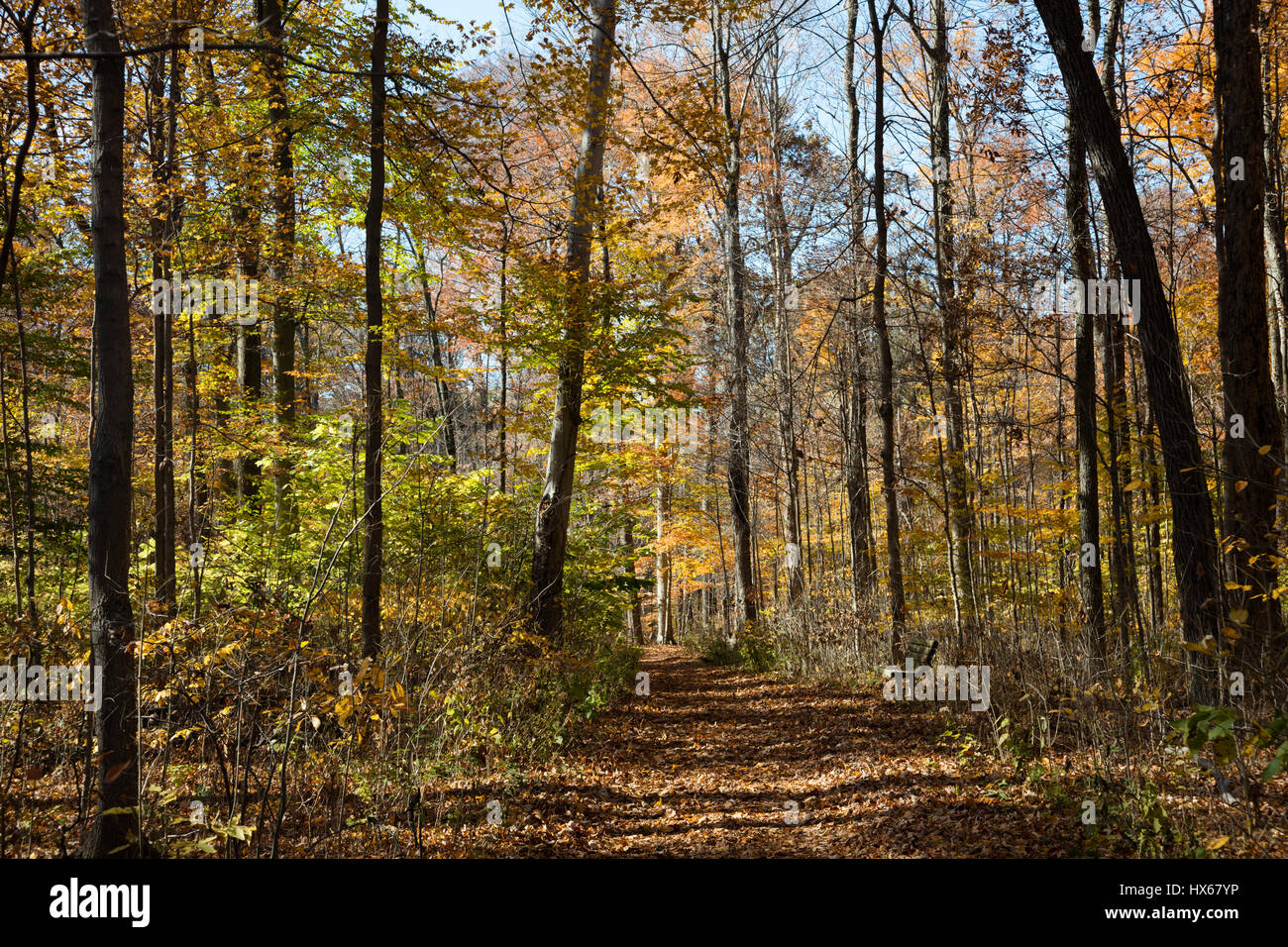 Beautiful colors of Fall Autumn leaves of trees in wooded land in Ohio ...