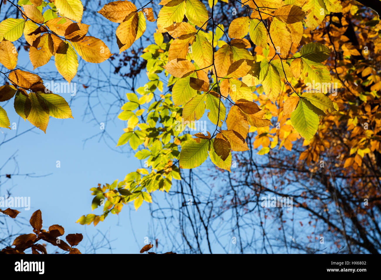 Beautiful colors of Fall Autumn leaves of trees in wooded land in Ohio ...
