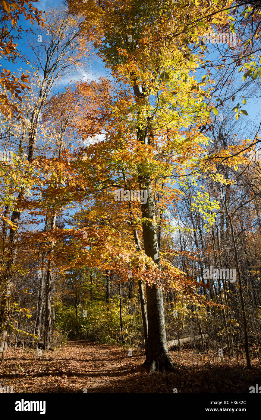 Beautiful colors of Fall Autumn leaves of trees in wooded land in Ohio ...