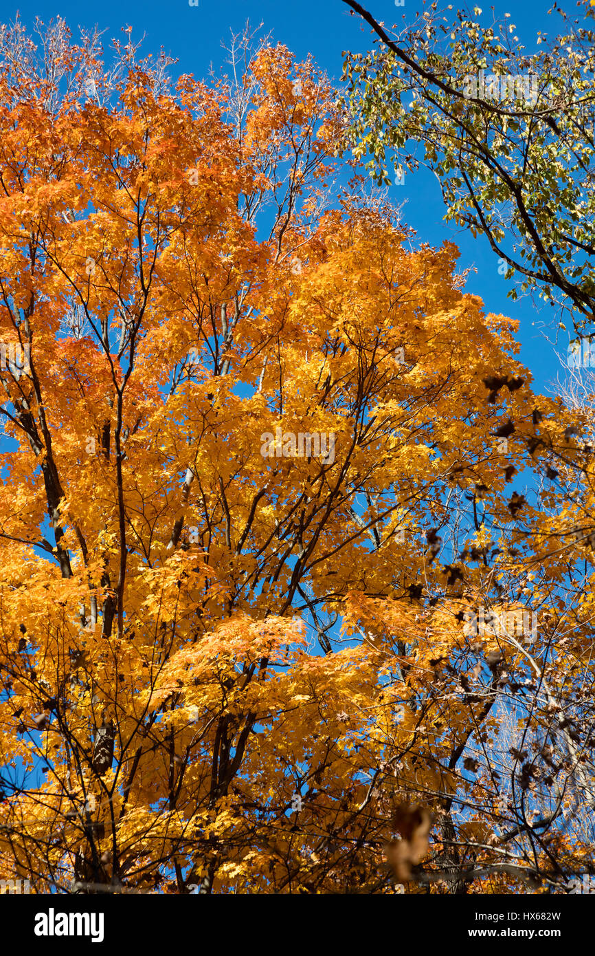 Beautiful colors of Fall Autumn leaves of trees in wooded land in Ohio ...