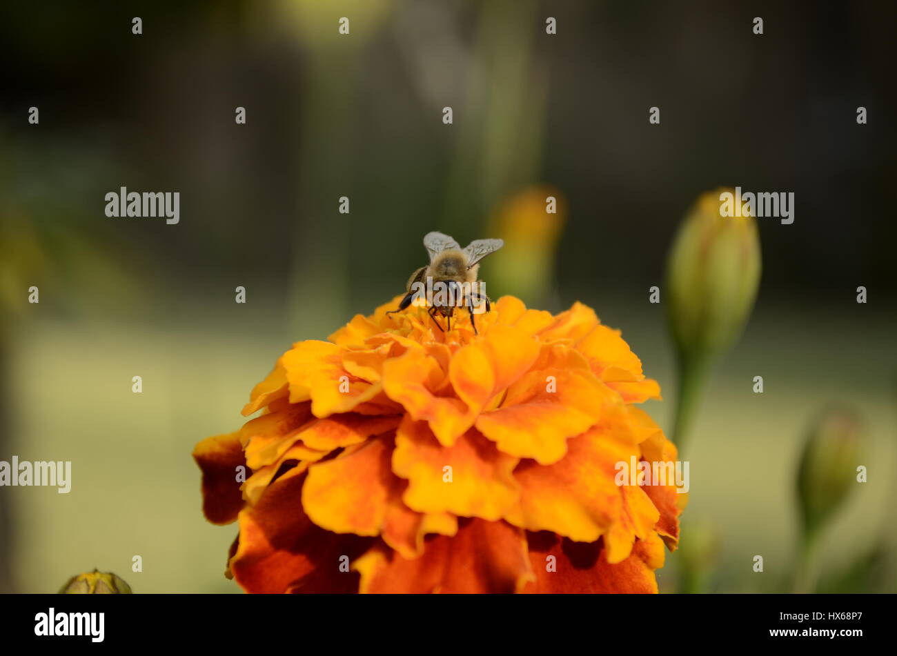 Pollination insects hi-res stock photography and images - Alamy