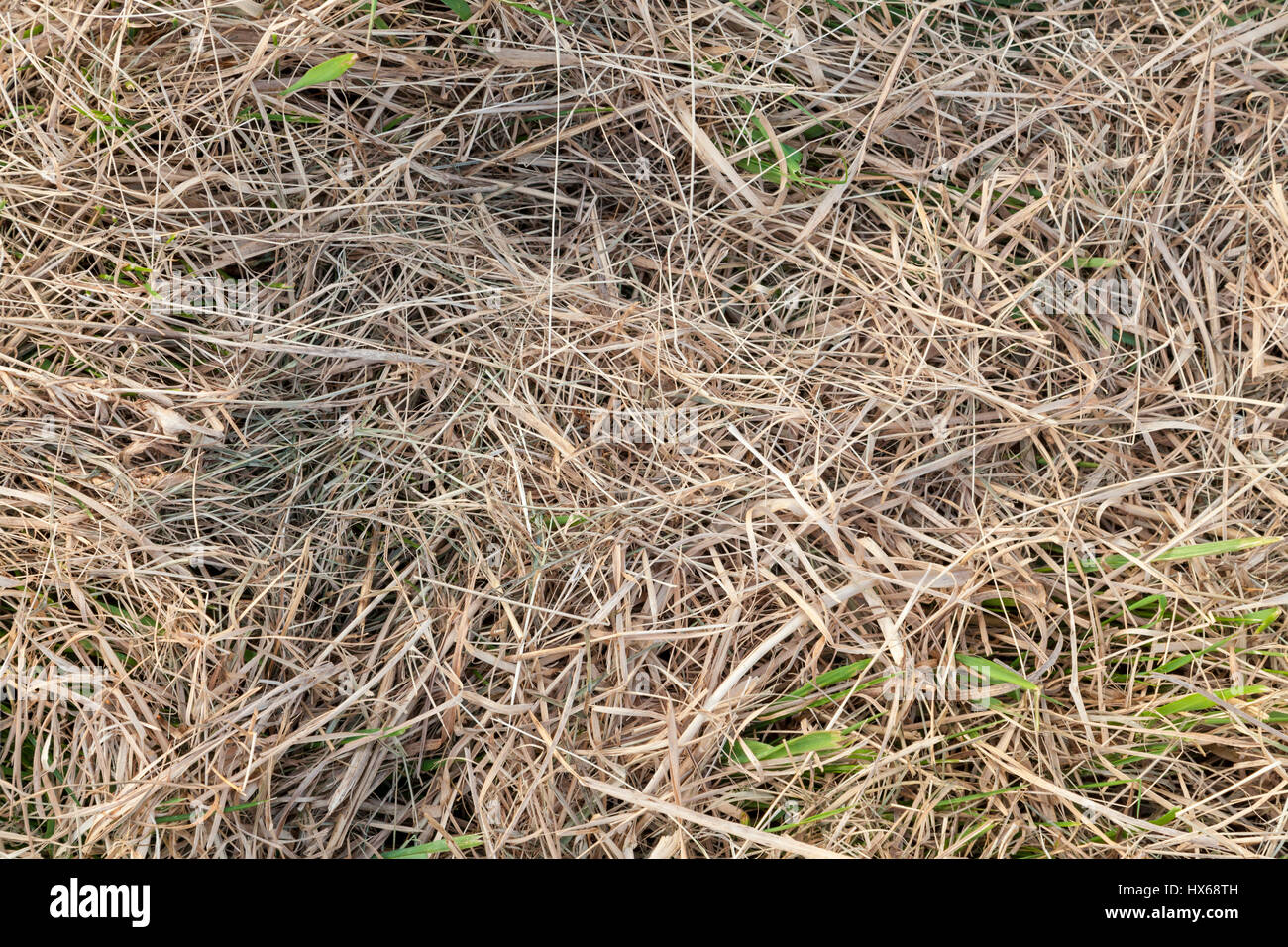 Dead grass texture hi-res stock photography and images - Alamy