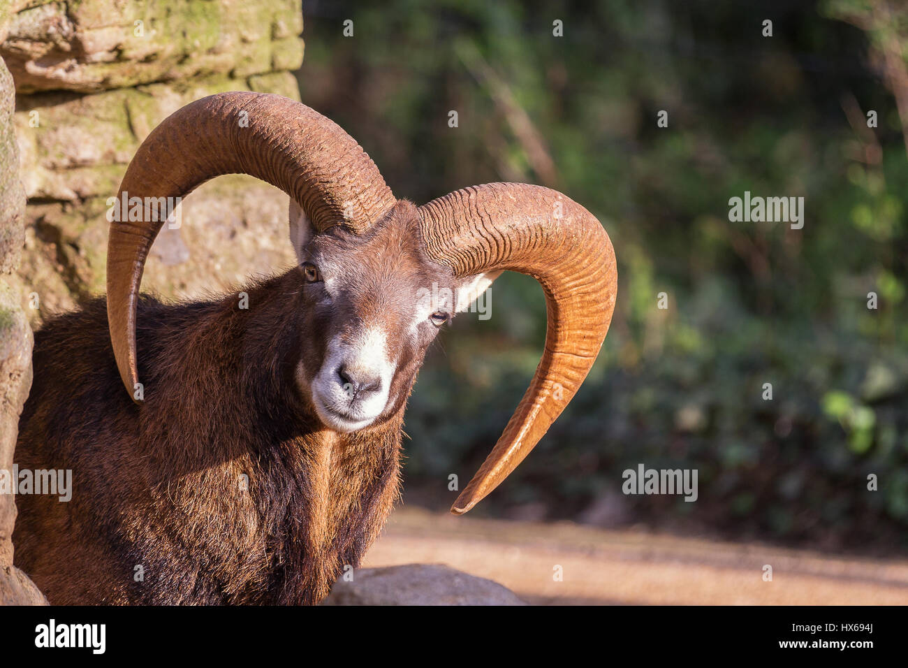 Beautiful mouflon hi-res stock photography and images - Alamy