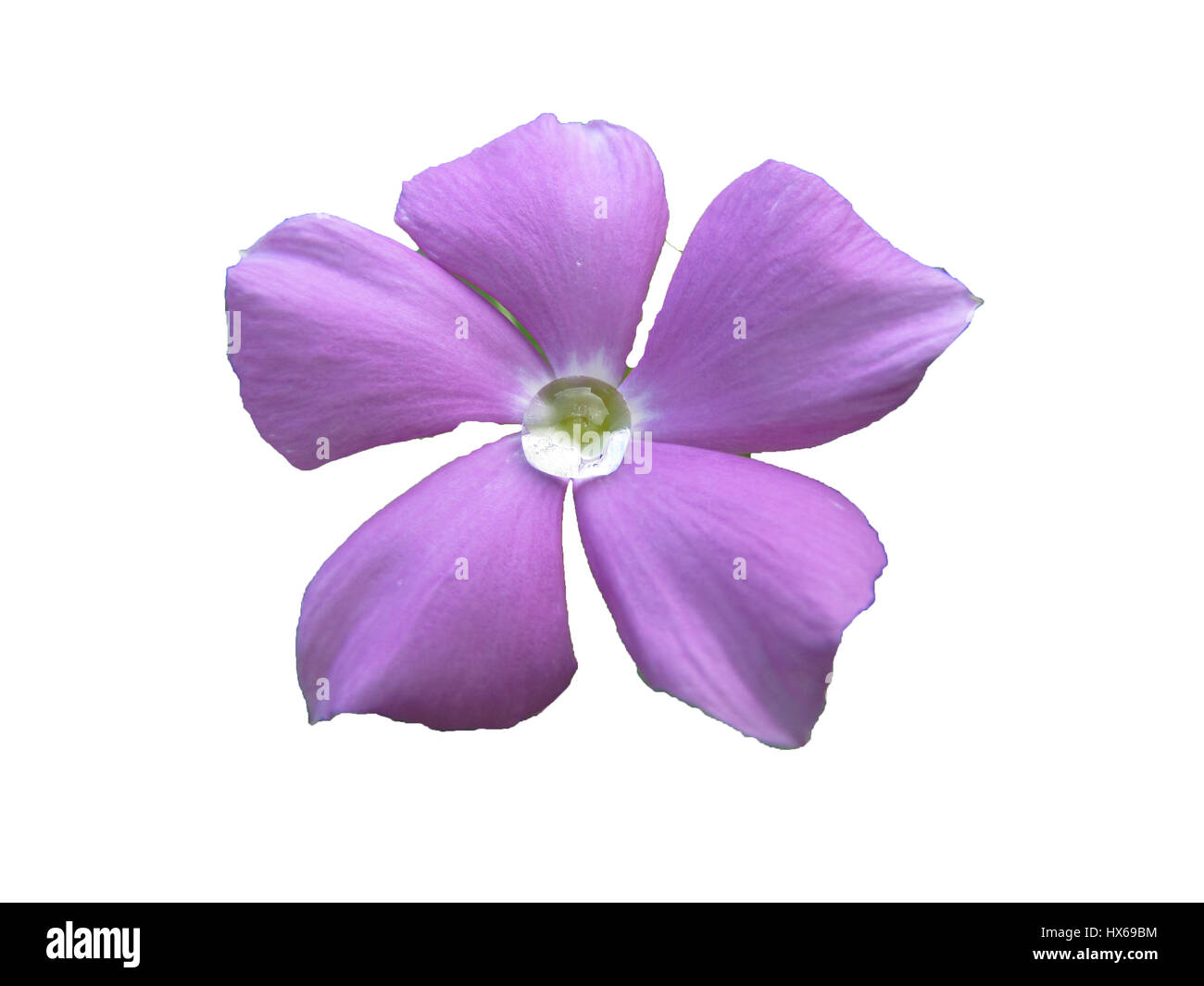 Flower Isolated on White Background Stock Photo - Alamy