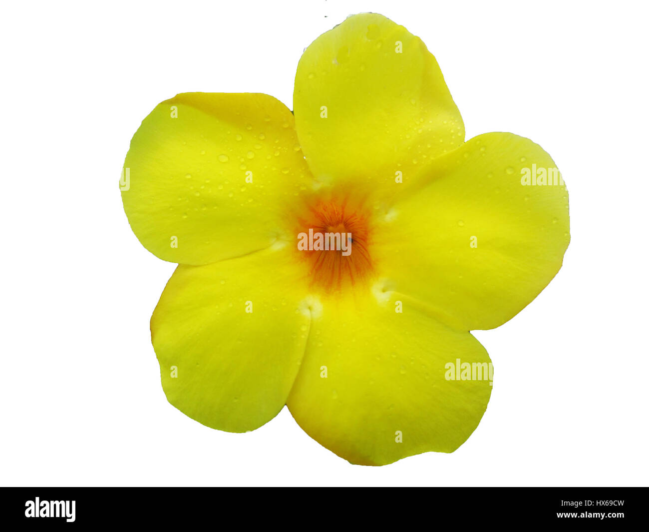 Flower Isolated on White Background Stock Photo - Alamy