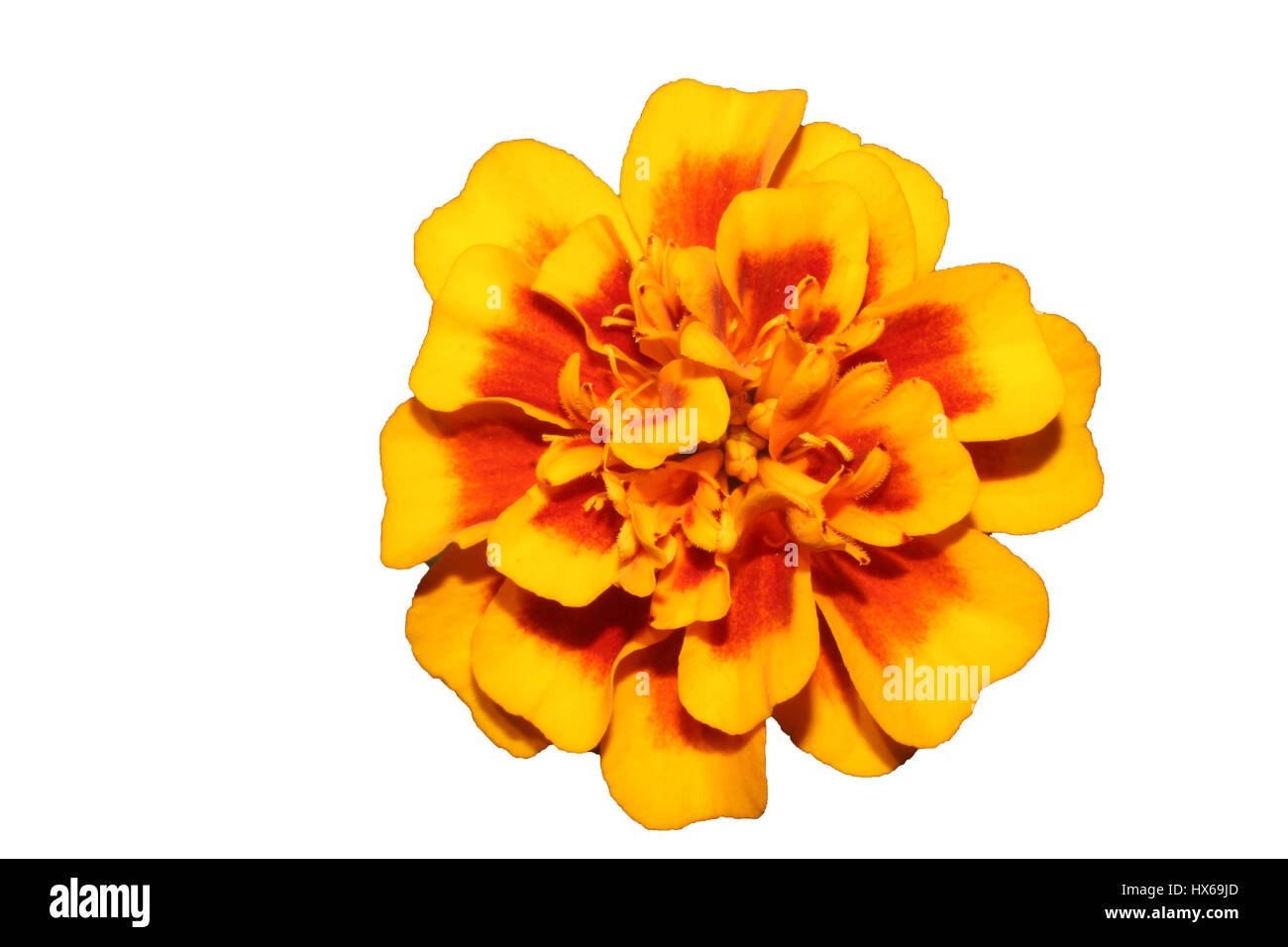 Flower Isolated on White Background Stock Photo - Alamy