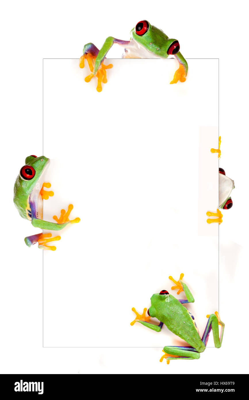 Young red eyed tree frog isolated on a white page as a border frame ...