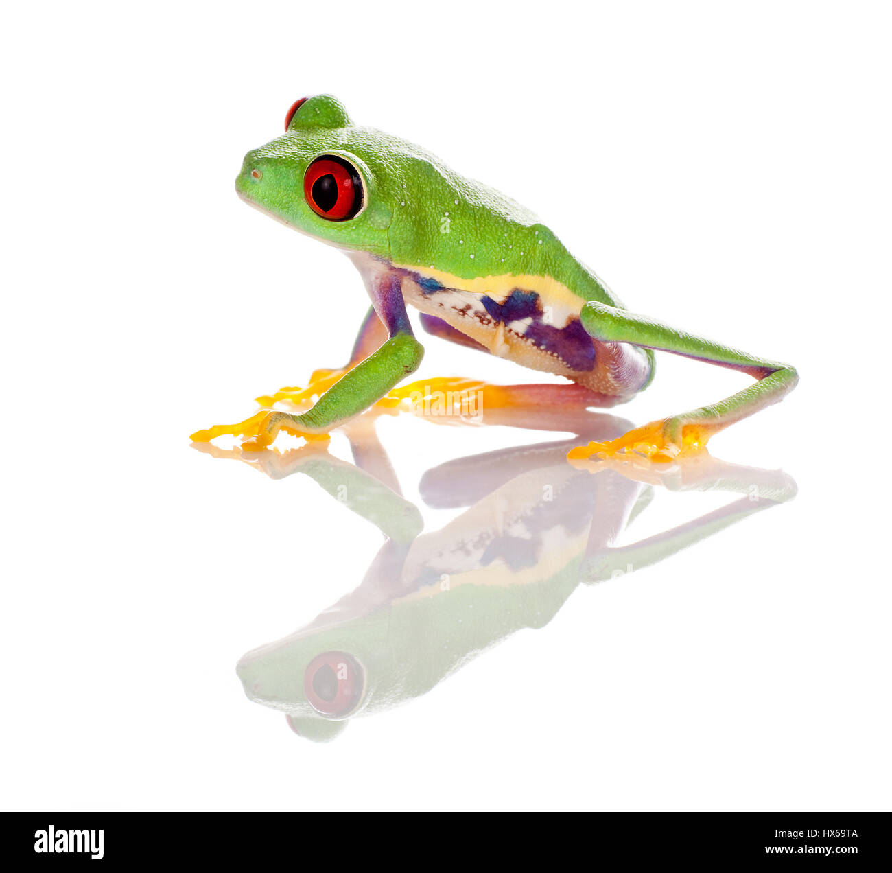 Redeyed treefrog hi-res stock photography and images - Alamy