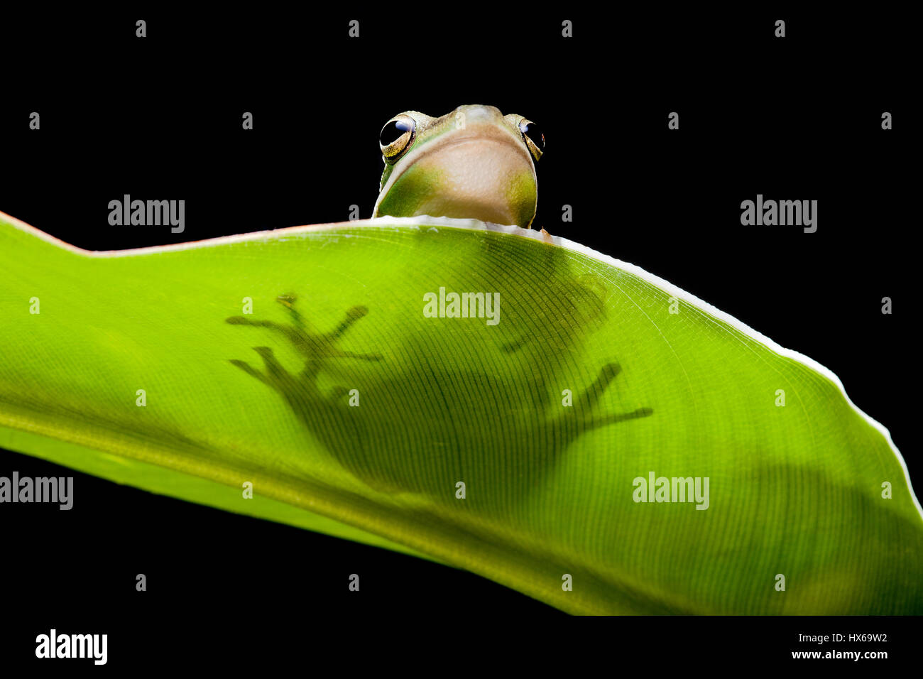 Green tree frog sitting with his feet shining through a leaf Stock ...