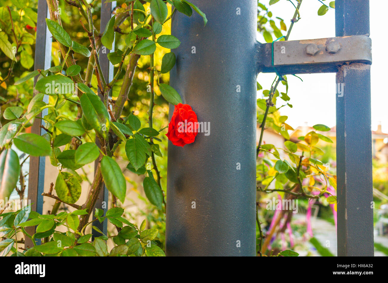 red rose on a metal gate Stock Photo - Alamy