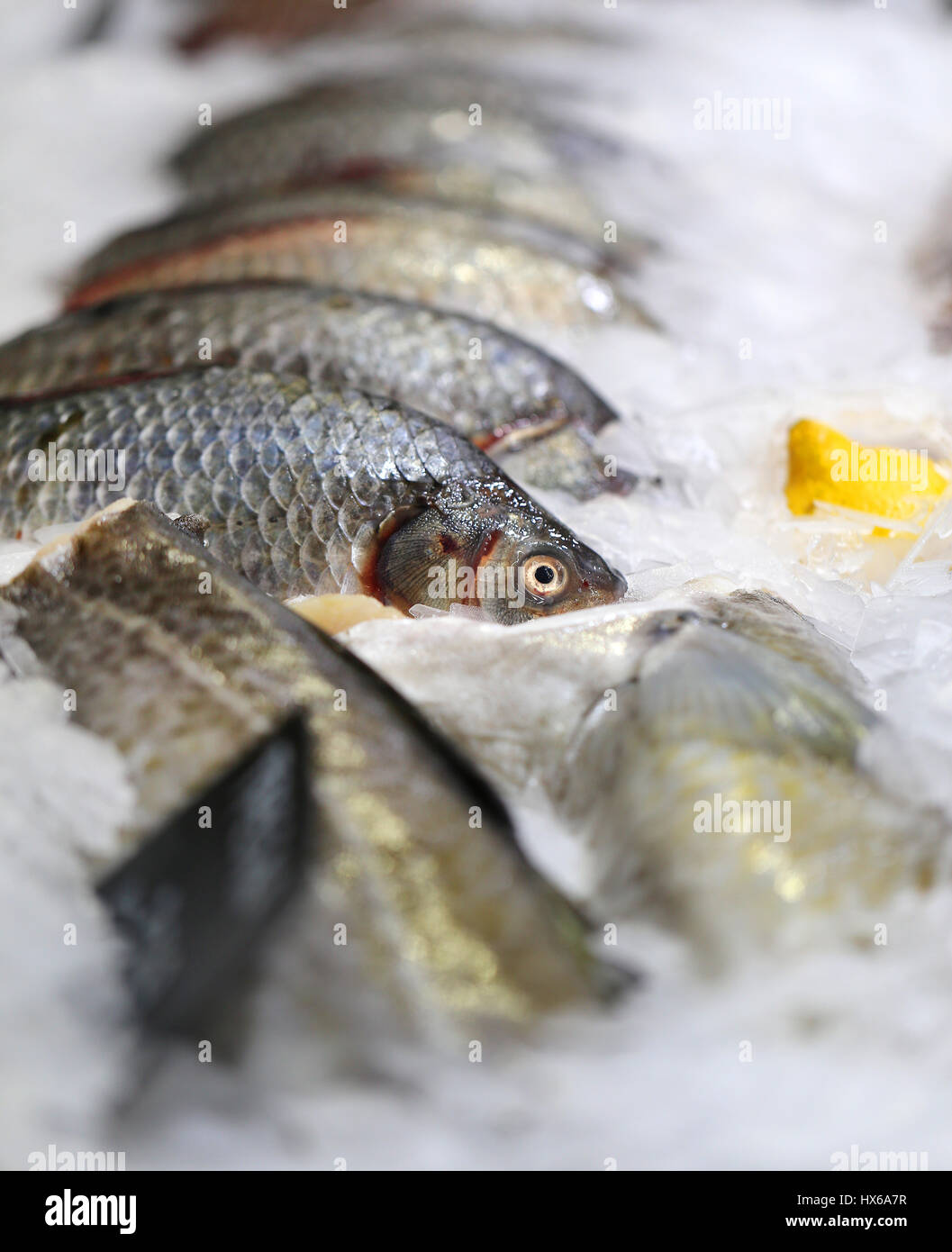 Photo of fish in ice on the counter Stock Photo - Alamy