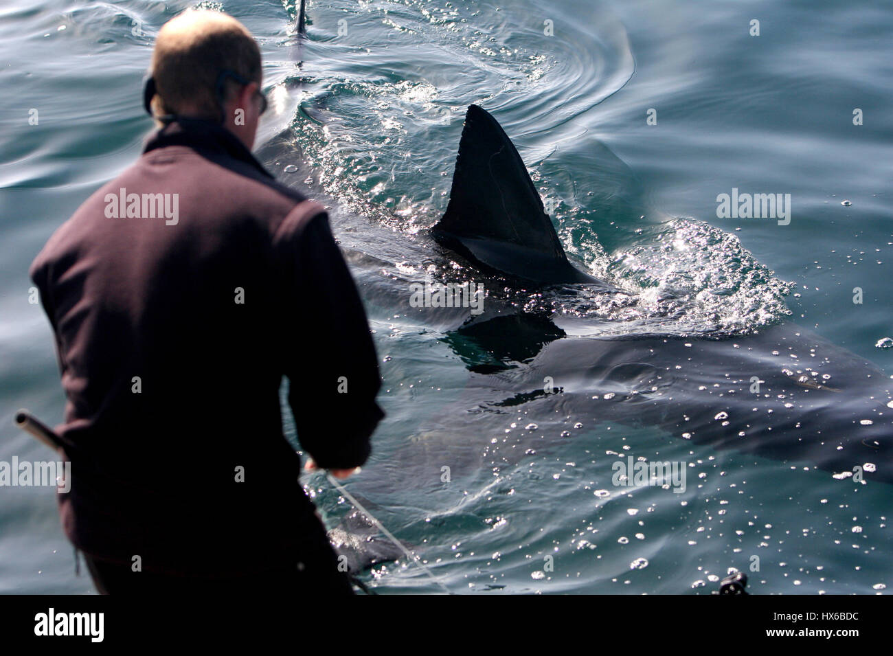 South african great white sharks hi-res stock photography and images ...