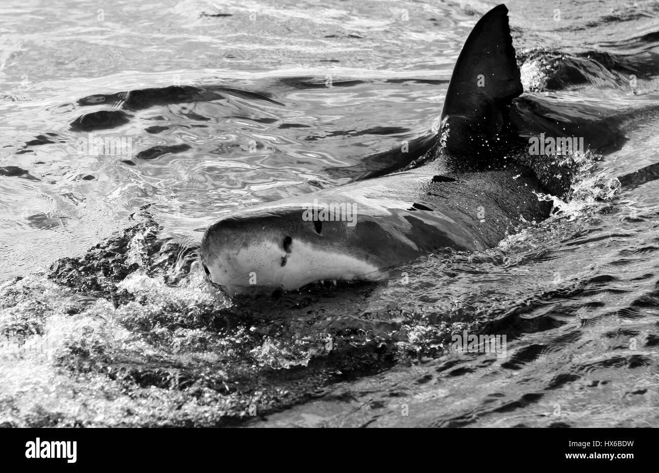 Great White Shark, Breaching in South Africa Stock Photo - Alamy