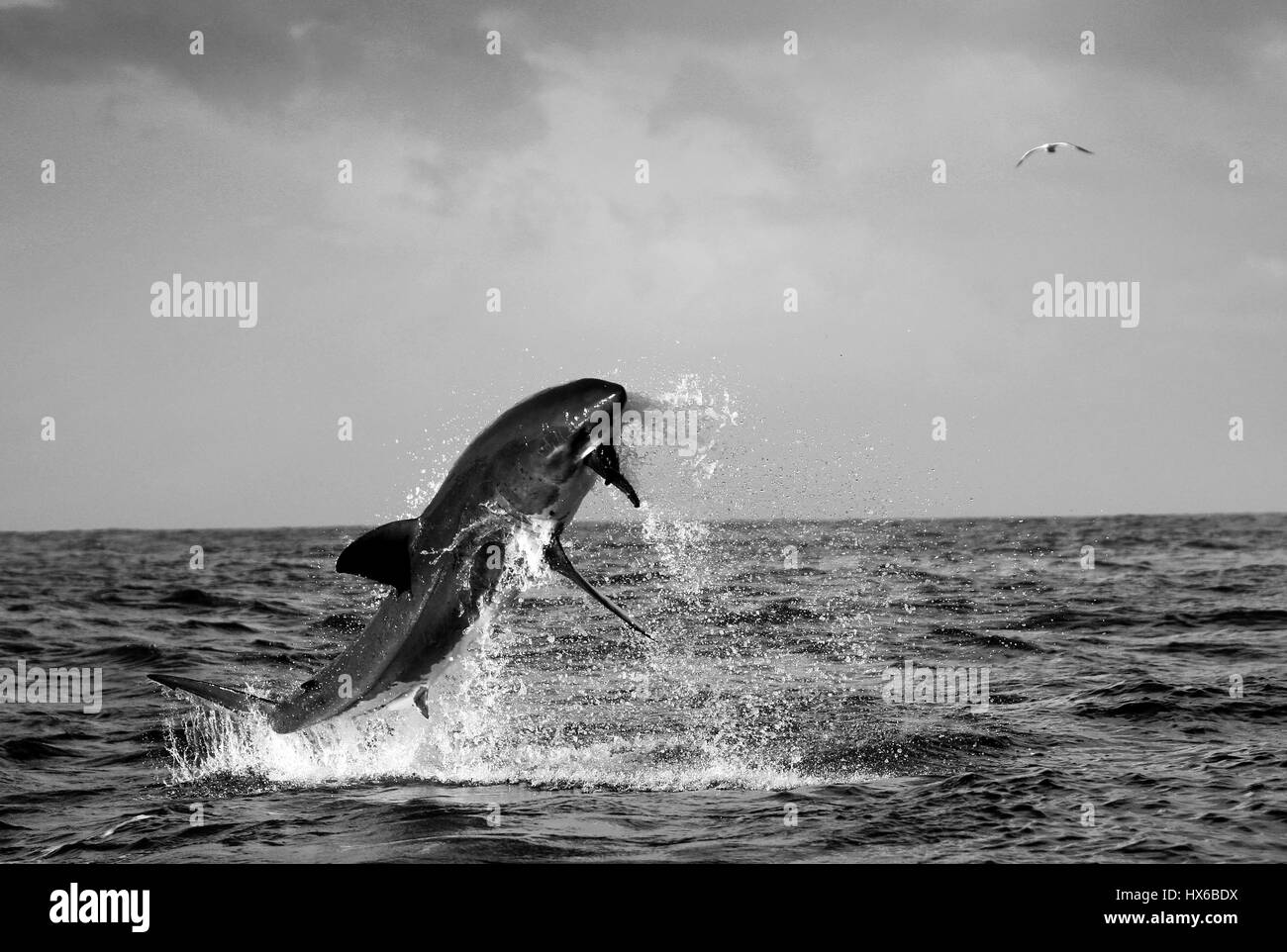 Great White Shark, Breaching in South Africa Stock Photo - Alamy