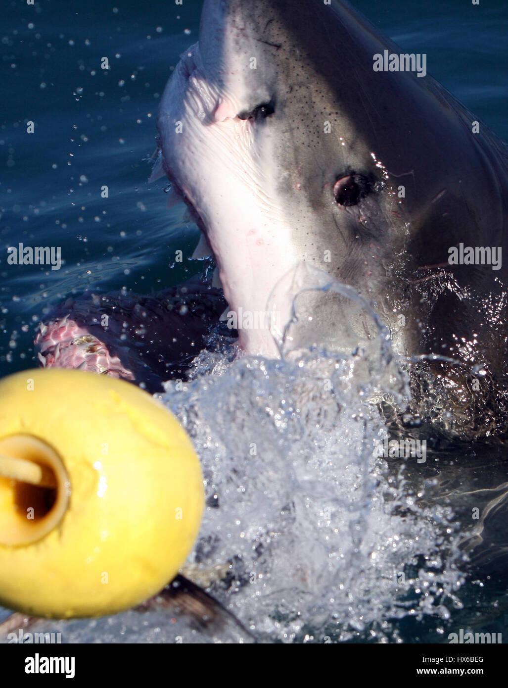 Great White Shark, Breaching in South Africa Stock Photo - Alamy