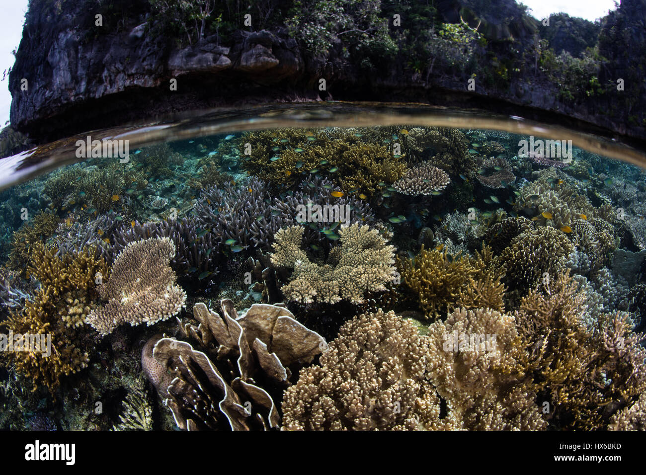 A beautiful and healthy coral reef grows along the edge of a remote ...