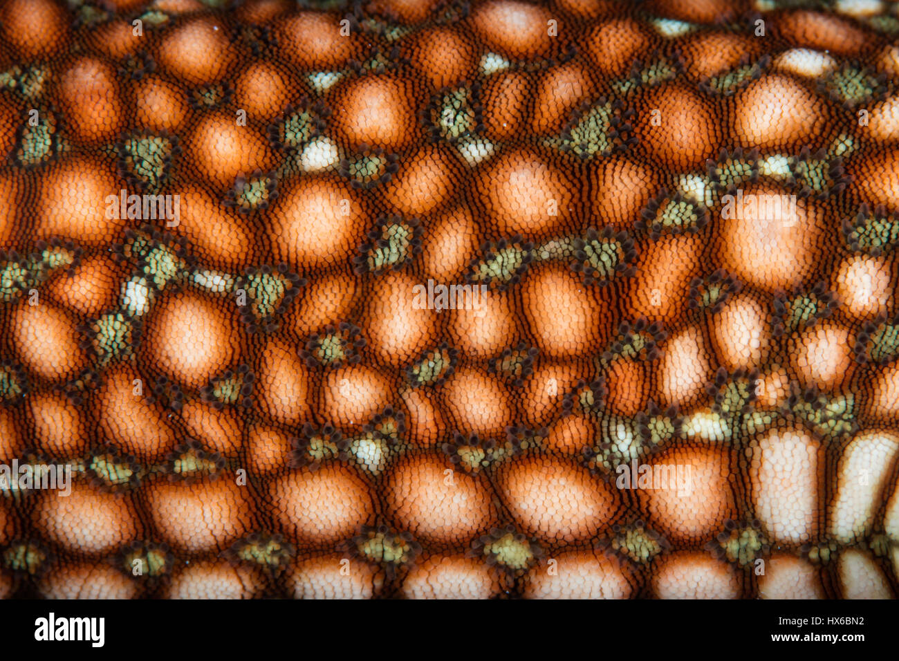 Starfish skin hi-res stock photography and images - Alamy