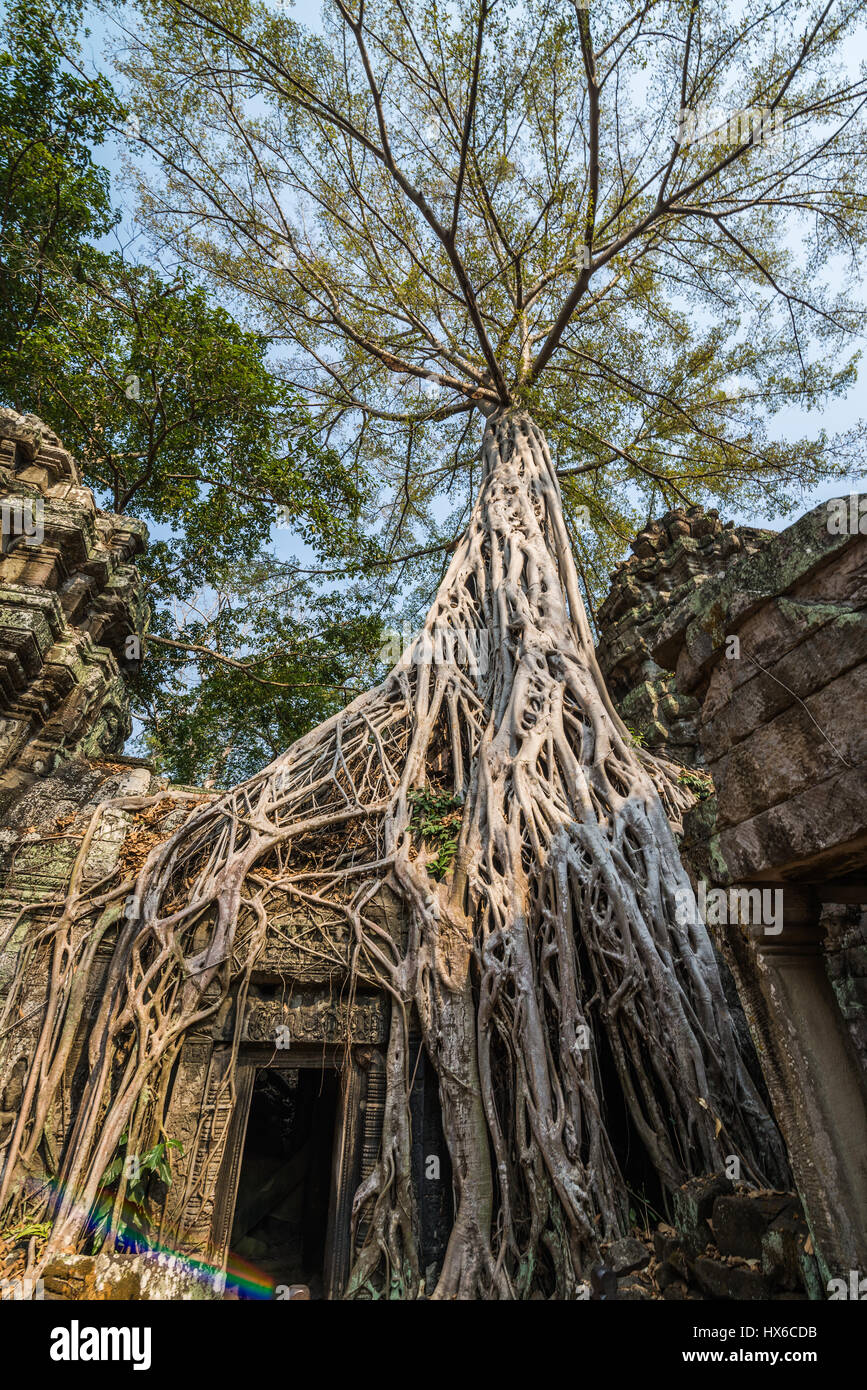 Ruins of Ta Prohm Temple, Angkor, Cambodia, Asia Stock Photo - Alamy