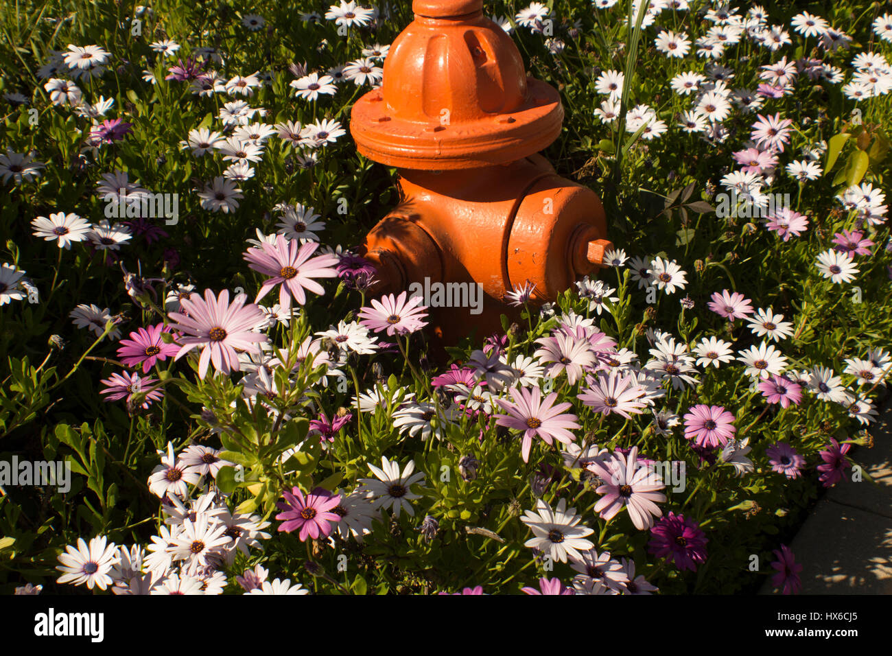 fire hydrant and flowers Stock Photo - Alamy
