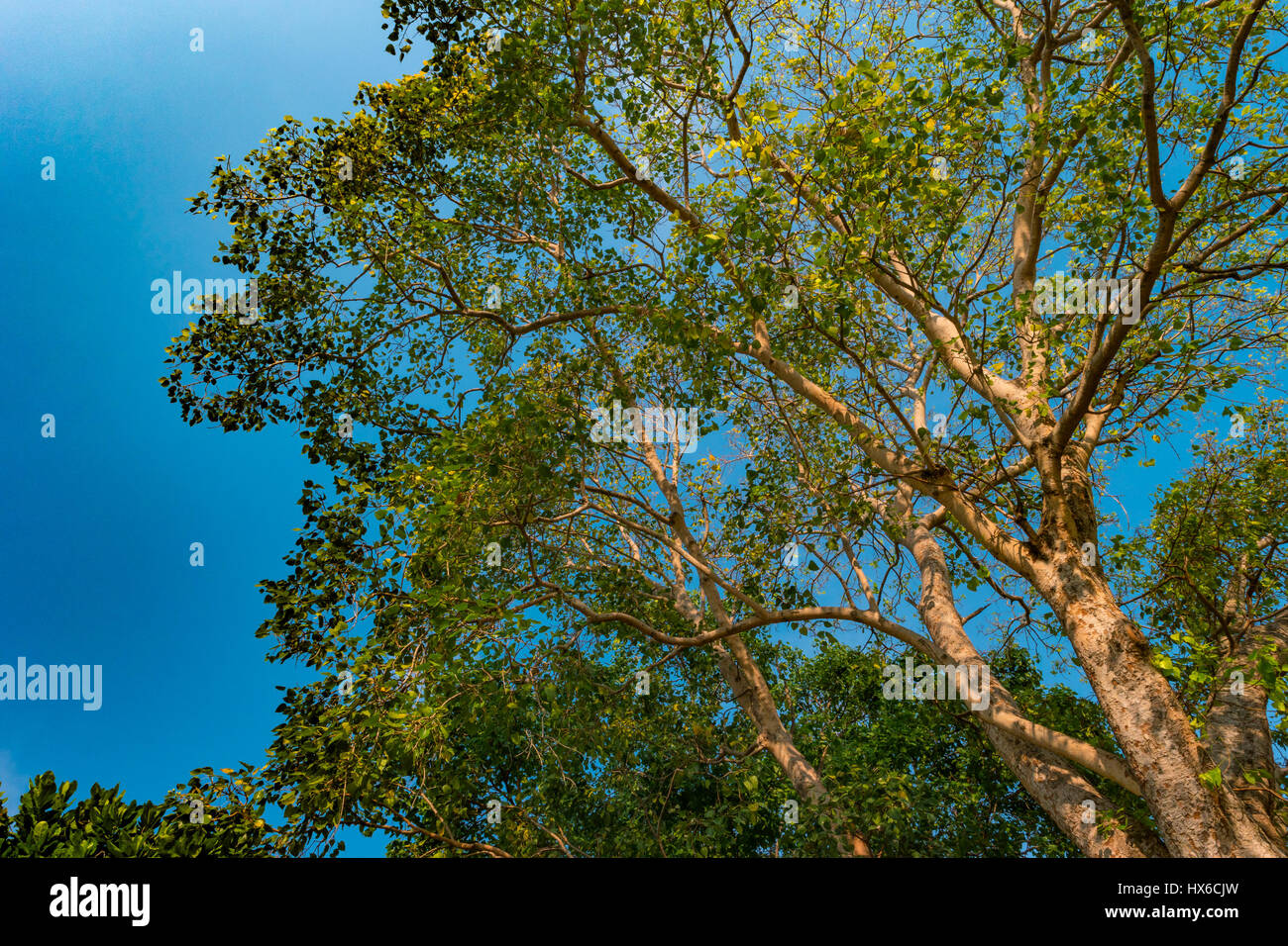 Giant stem of pterocarpus indicus tree against sun Stock Photo - Alamy