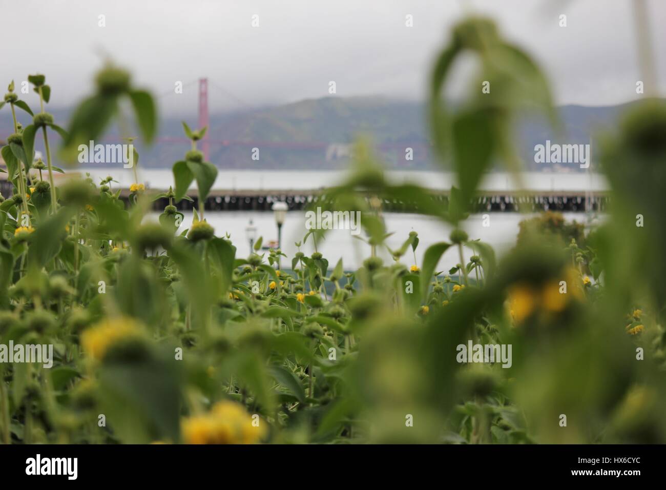 Yellow Flowers and the Golden Gate Bridge Stock Photo - Alamy