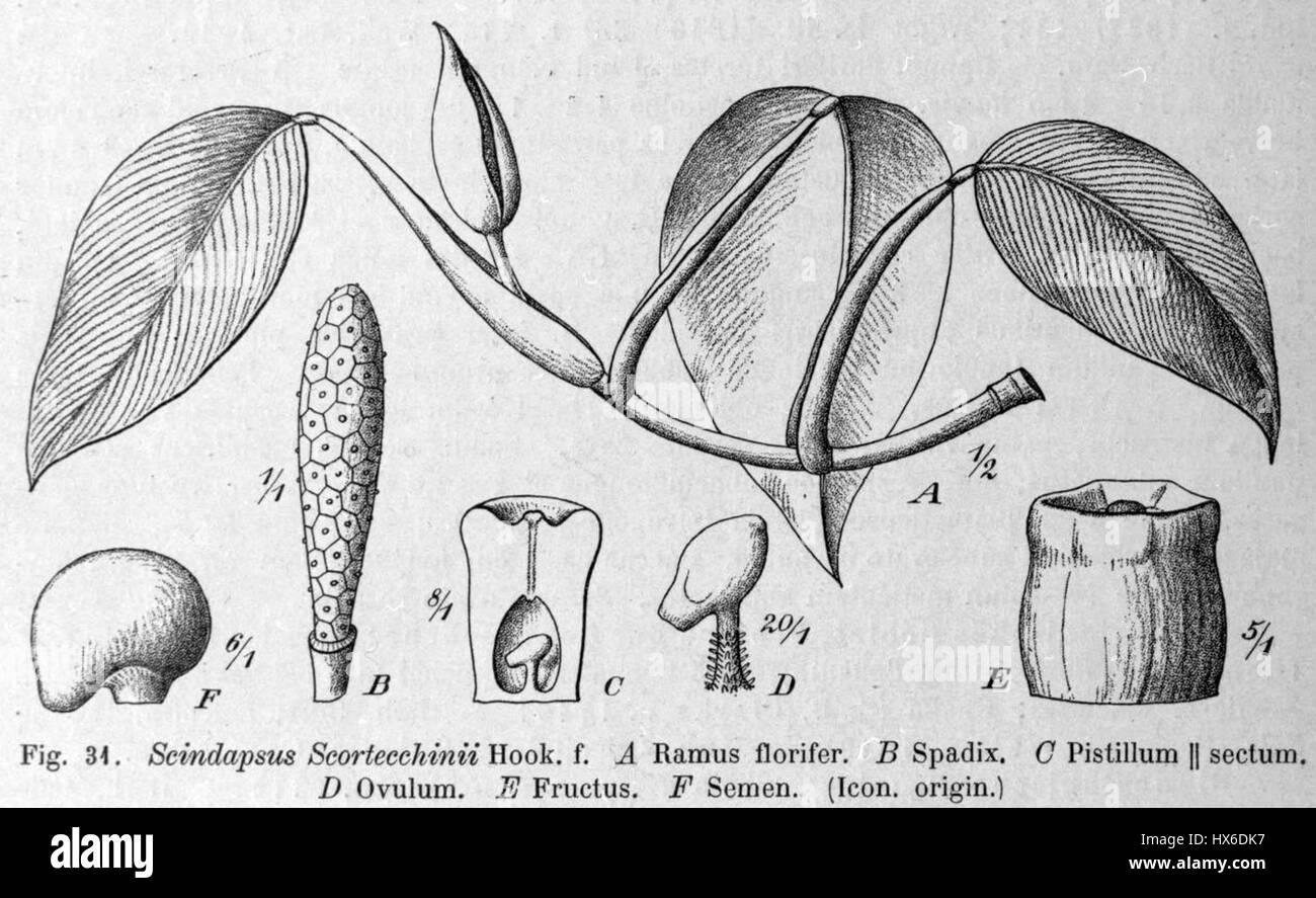 *Scindapsus scortechinii* is a rare species of climbing plant native to ...